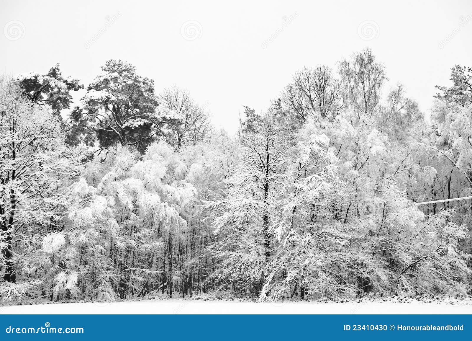 Beautiful Snow and Frost Covered Trees Stock Photo - Image of winter ...