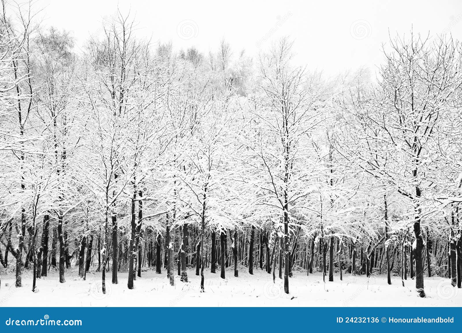 Beautiful Snow and Frost Covered Trees Stock Photo - Image of walkway ...
