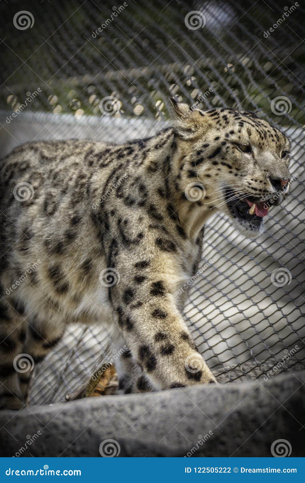 Beautiful Snow Leopard stock photo. Image of jaguar - 122505222