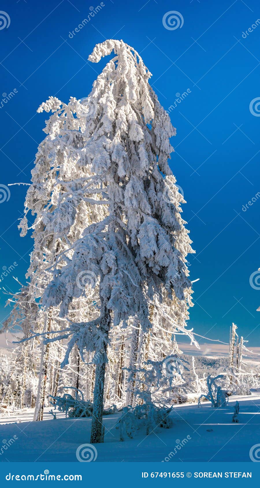 Beautiful snow tree stock image. Image of dubova, carpathian - 67491655