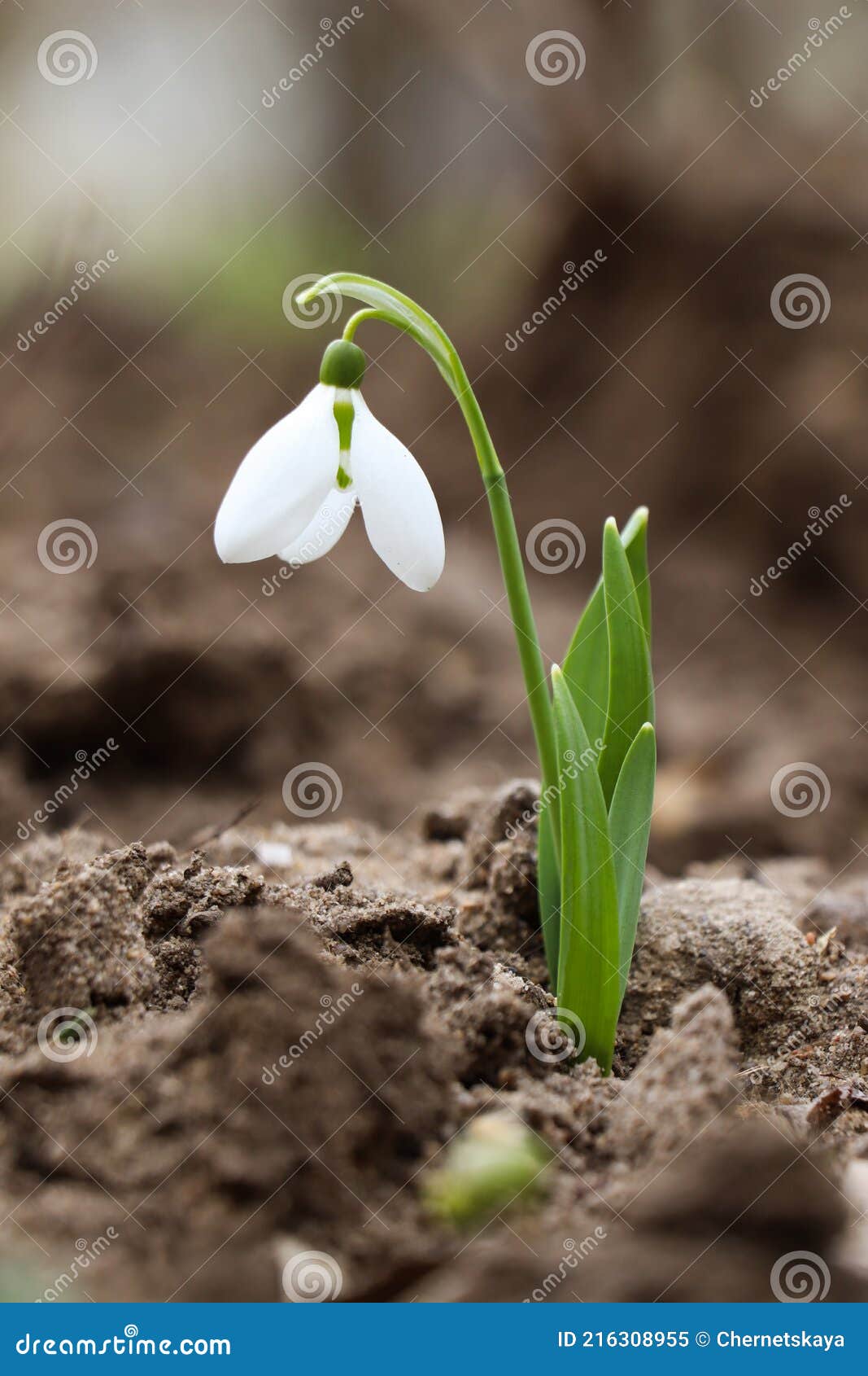 Beautiful Snowdrop Blooming in Field. First Spring Flowers Stock Image ...
