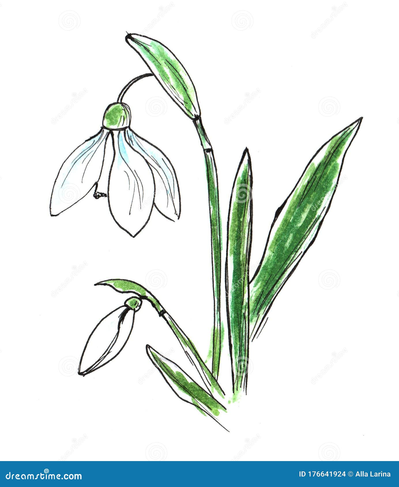 Snowdrop Flower Stock Illustrations – 4,682 Snowdrop Flower Stock ... Snowdrop Flower Stock Illustrations – 4,682 Snowdrop Flower Stock ...