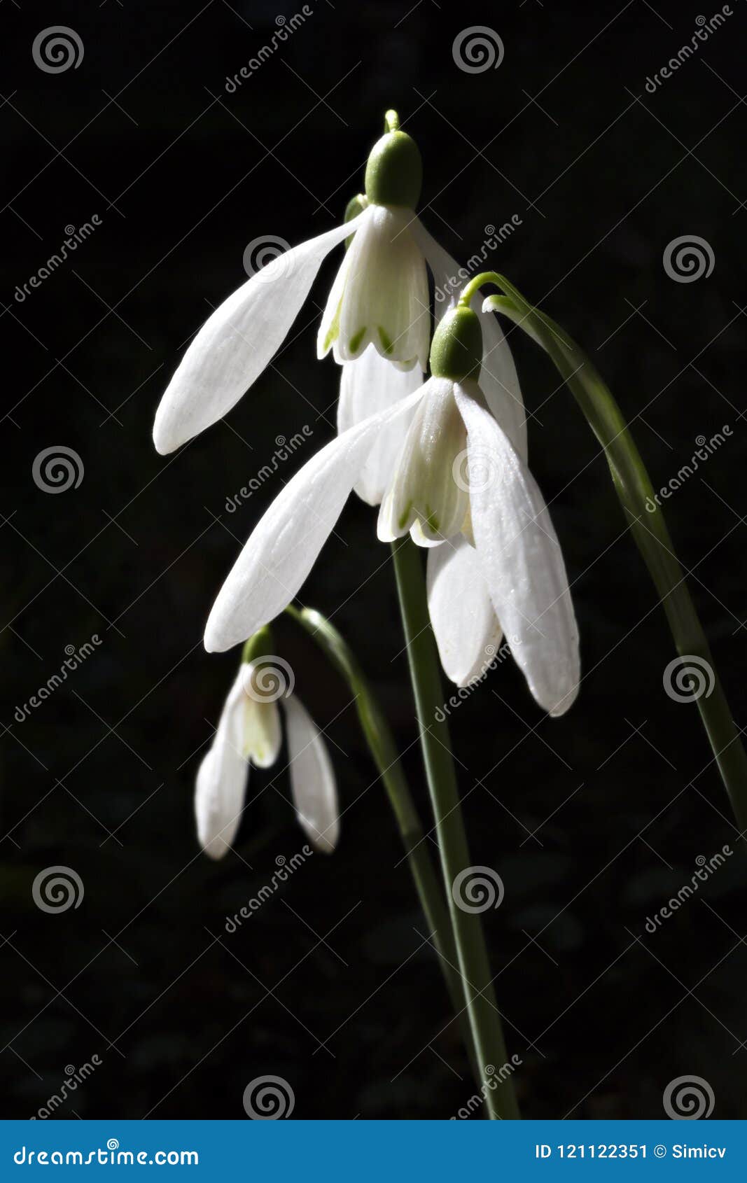 Snowdrop flowers stock image. Image of blur, leaf, beautiful - 121122351 Snowdrop flowers stock image. Image of blur, leaf, beautiful - 121122351