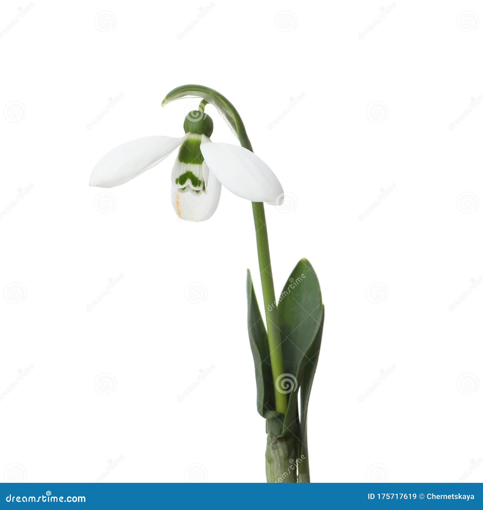 Beautiful Snowdrop Isolated. Spring Flower Stock Image - Image of ...