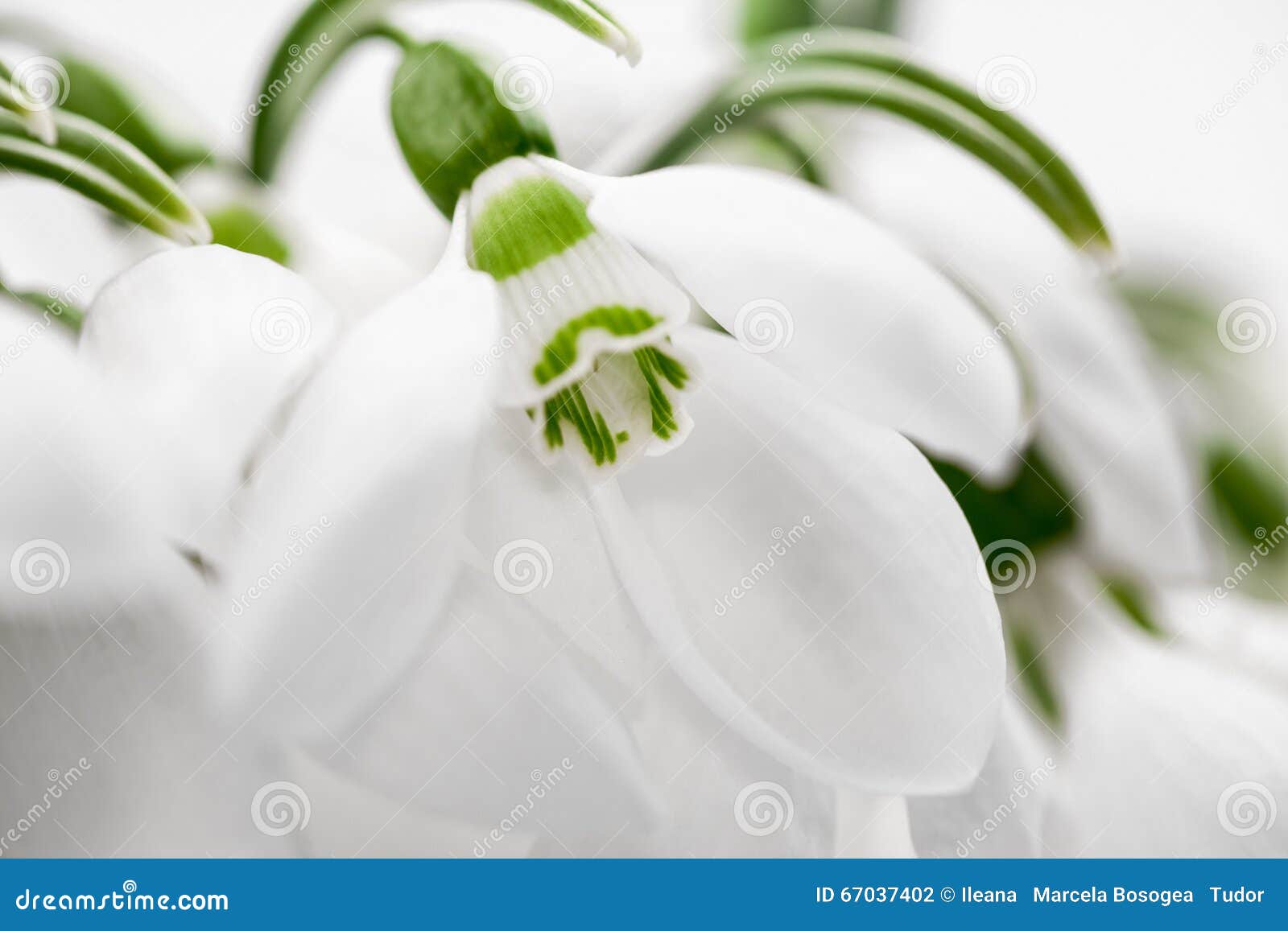 Beautiful Snowdrops in a Bouquet Stock Photo - Image of closeup ...