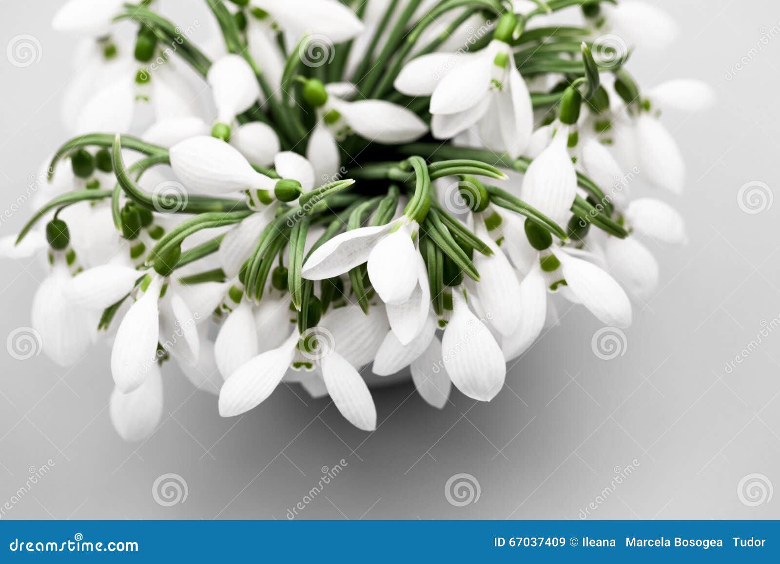 Beautiful Snowdrops in a Bouquet Stock Image - Image of garden, nature ...