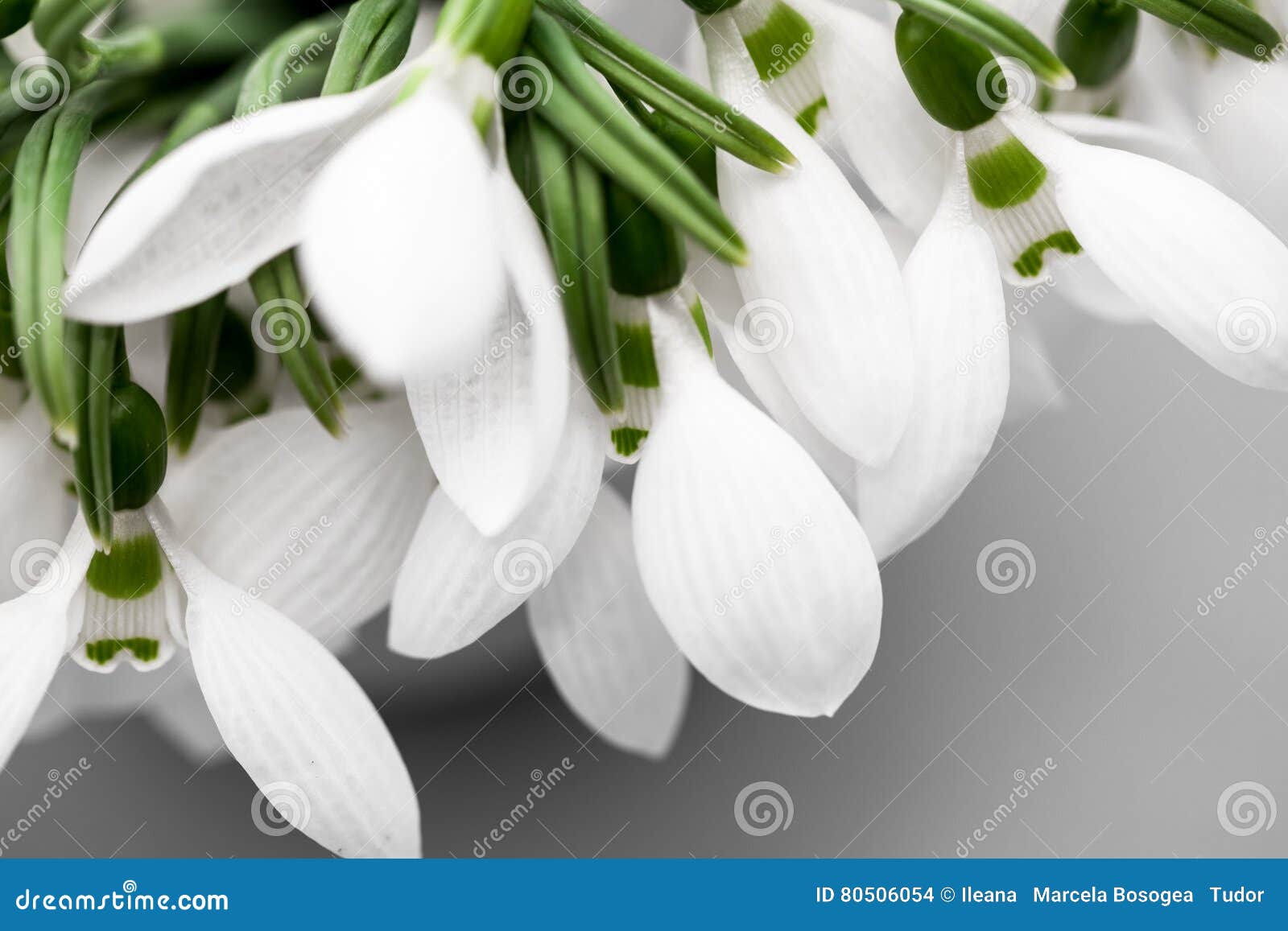 Beautiful Snowdrops in a Bouquet Stock Photo - Image of bloom, closeup ...