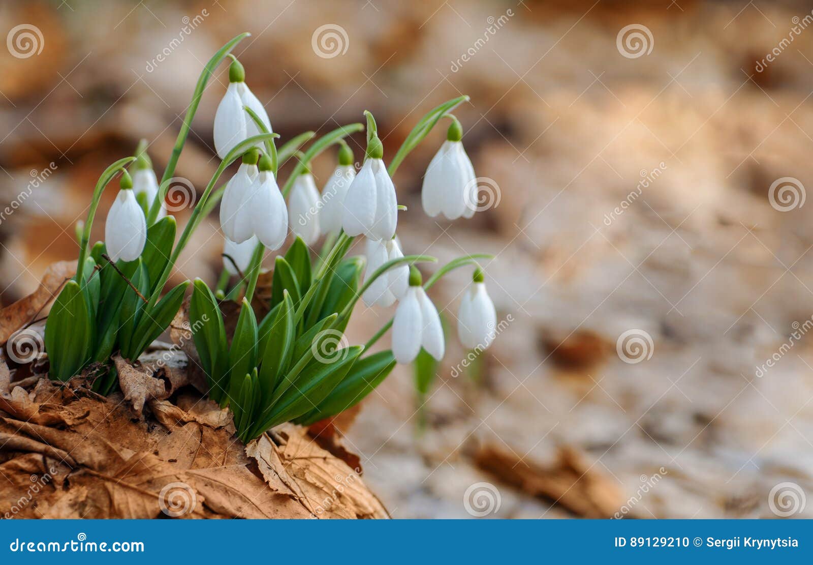Beautiful Snowdrops on Dry Leaves Flowerbed Stock Photo - Image of ...