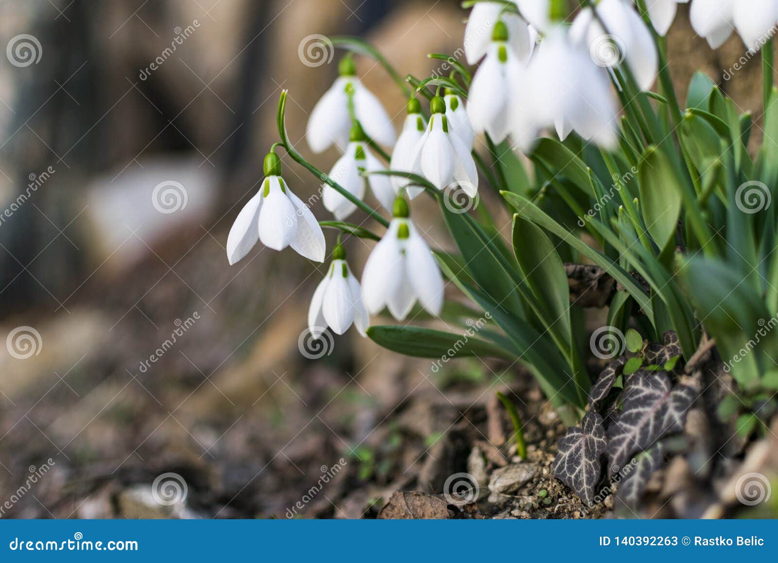 Beautiful Snowdrops in Early Spring Garden Stock Image - Image of macro ...