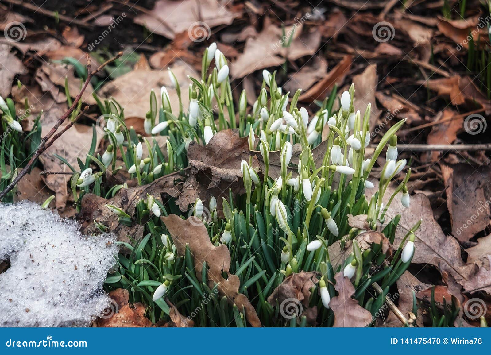 Beutiful First Snowdrops Closeup View. Spring Landscape Stock Photo ...