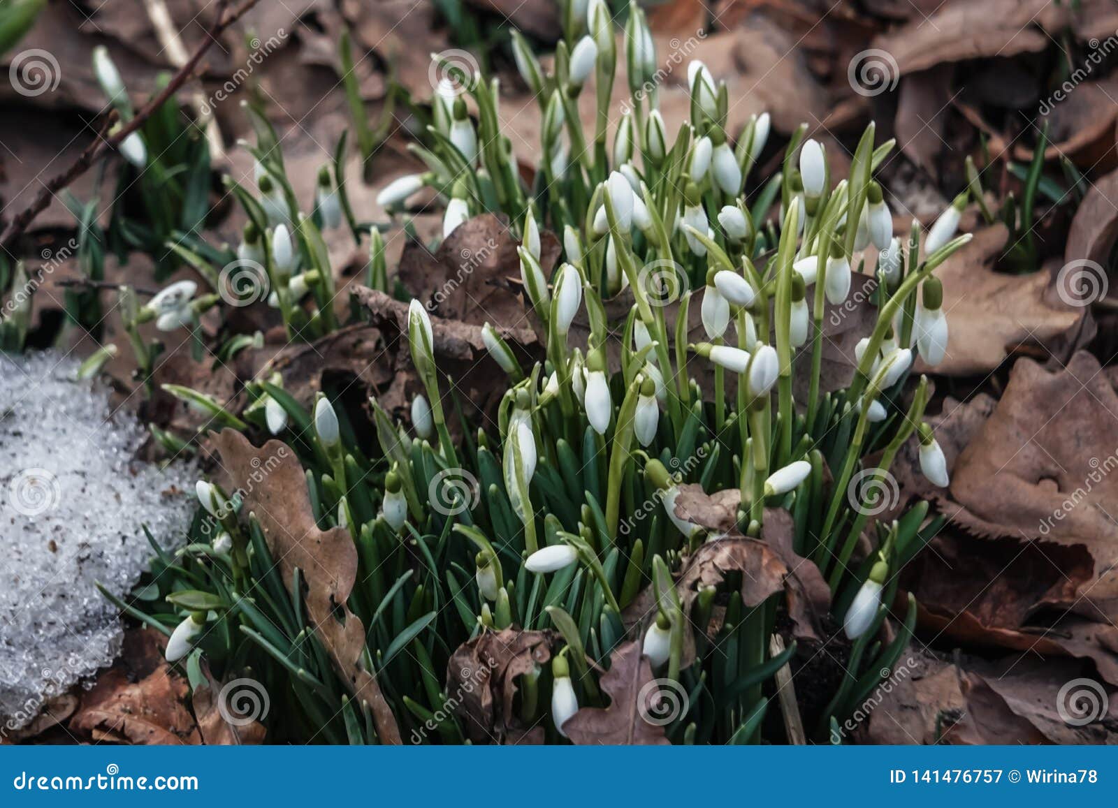 Beutiful First Snowdrops Closeup View. Spring Landscape Stock Image ...