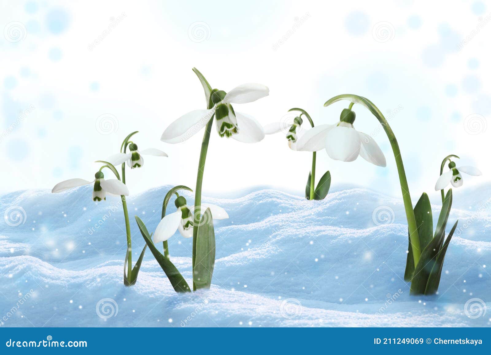 Beautiful Snowdrops Growing through Snow. First Spring Flowers Stock ...
