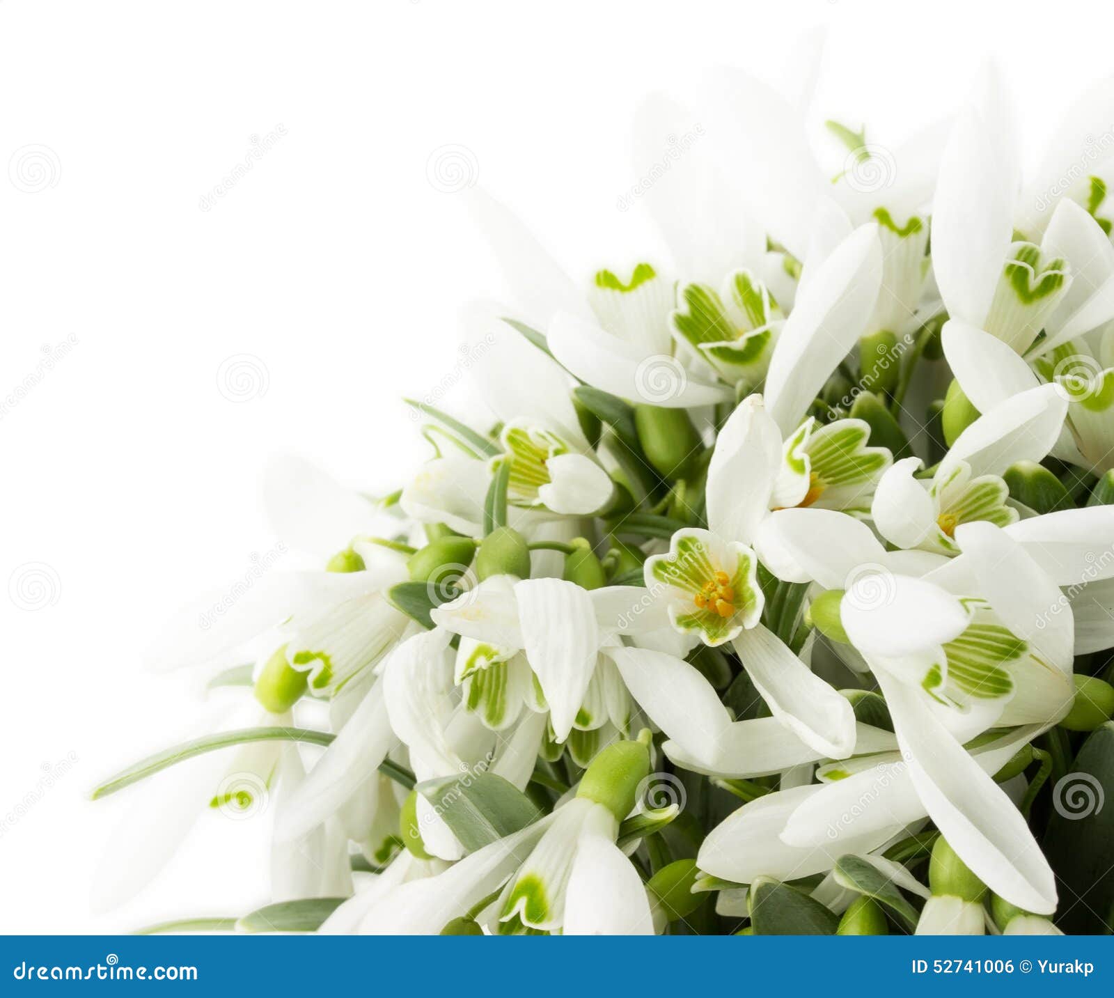 Beautiful Snowdrops Isolated on a White Background Stock Photo - Image ...