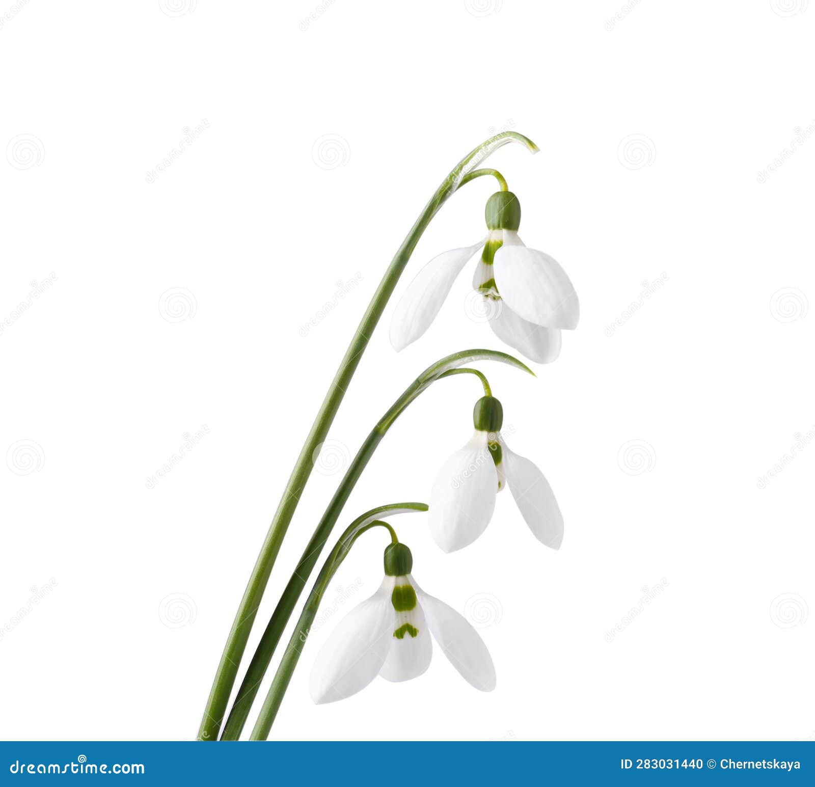 Beautiful Snowdrops Isolated on White. Spring Flowers Stock Photo ...