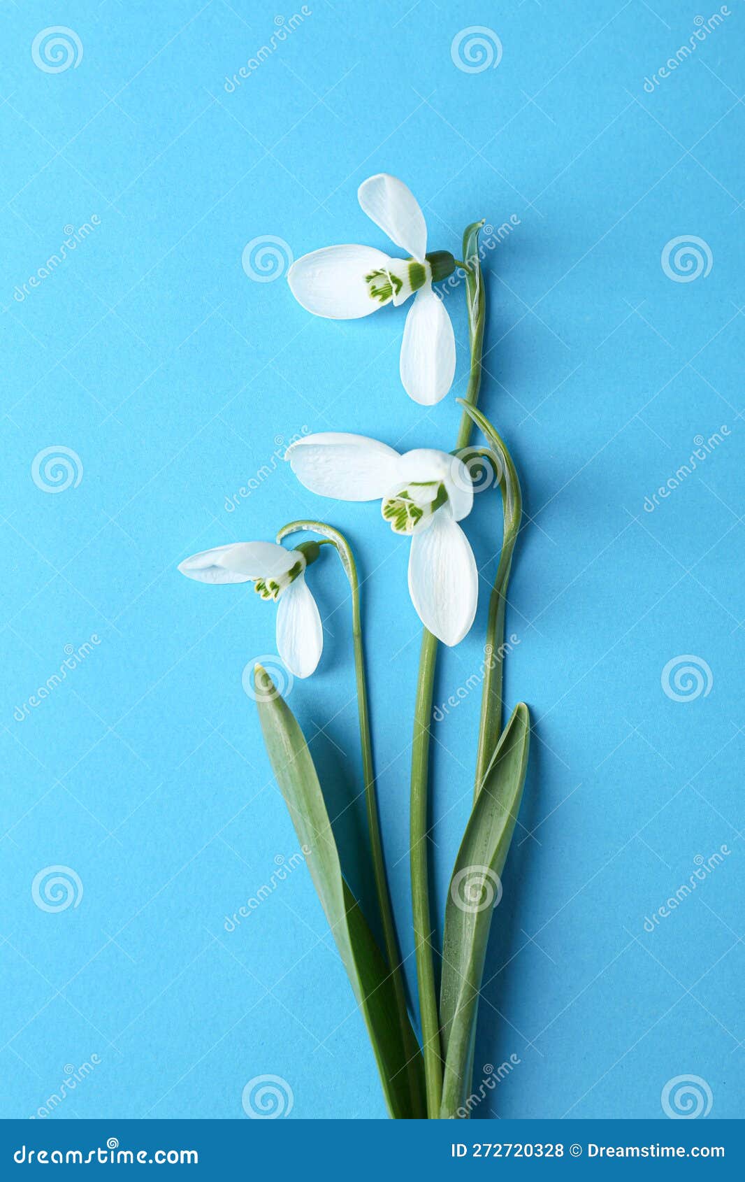Beautiful Snowdrops on Light Blue Background, Flat Lay Stock Photo ...