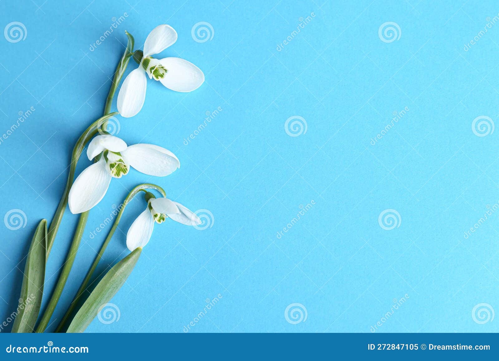 Beautiful Snowdrops on Light Blue Background, Flat Lay. Space for Text ...