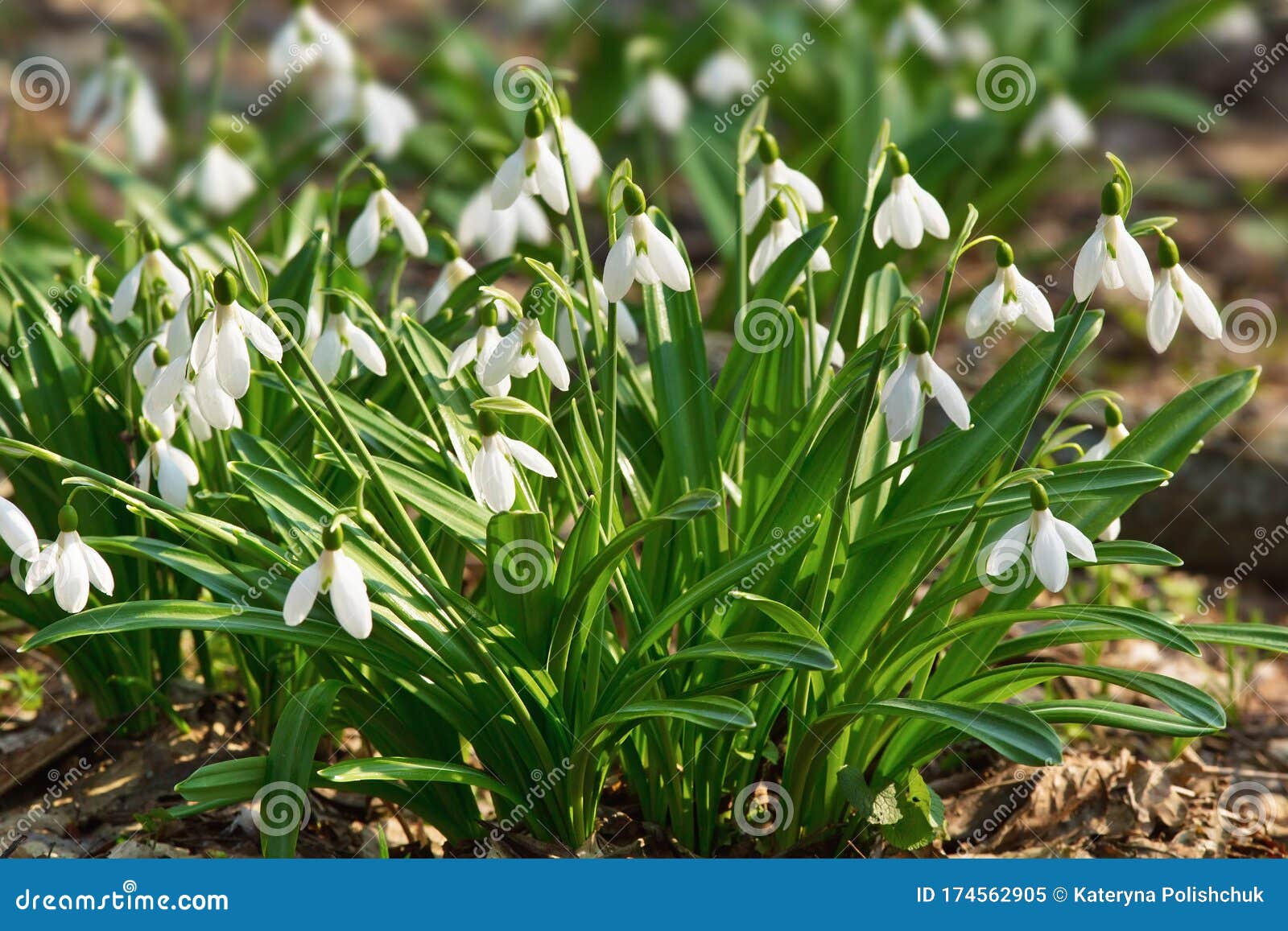 Beautiful Snowdrops in Spring Forest Stock Image - Image of forest ...