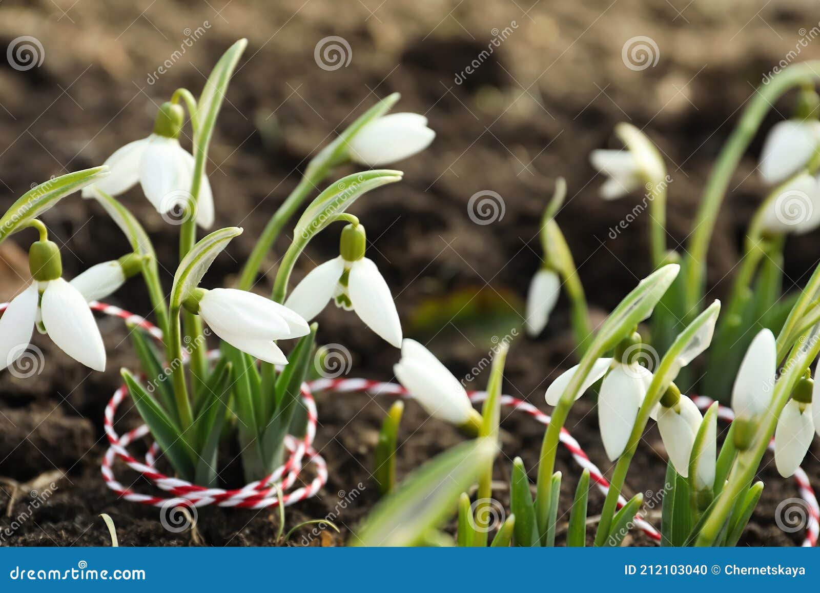 Beautiful Snowdrops with Thread Outdoors. Early Spring Flowers Stock ...