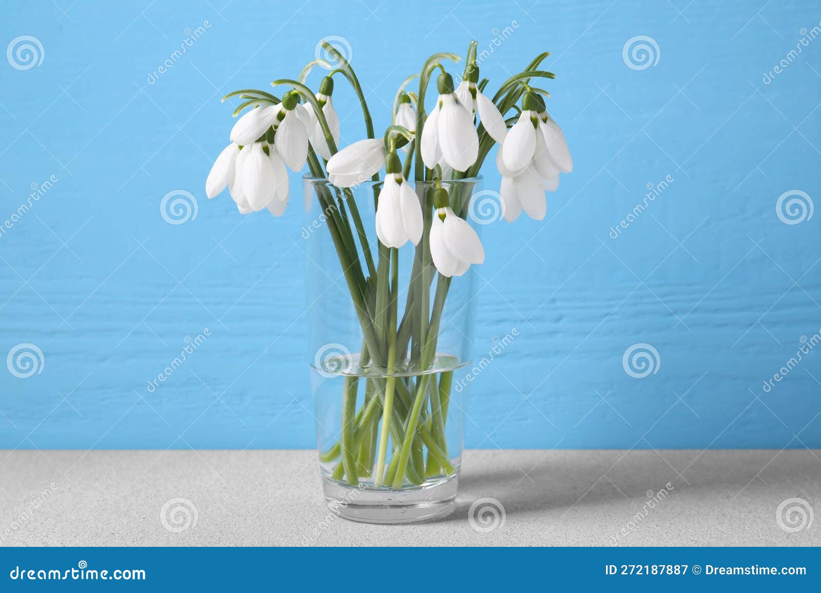 Beautiful Snowdrops in Vase on Light Grey Table Stock Image - Image of ...