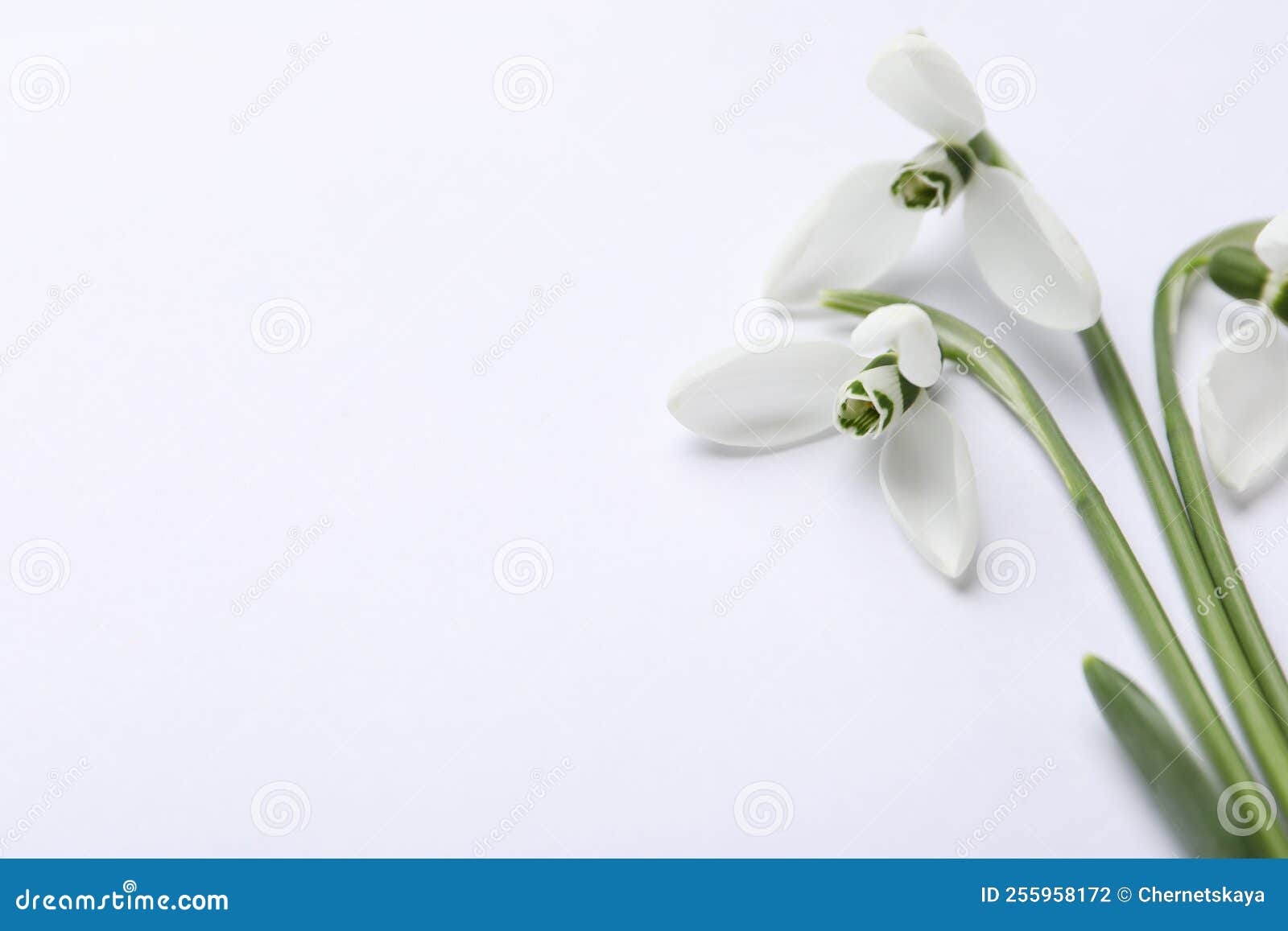 Beautiful Snowdrops on White Background, Closeup View Stock Photo ...
