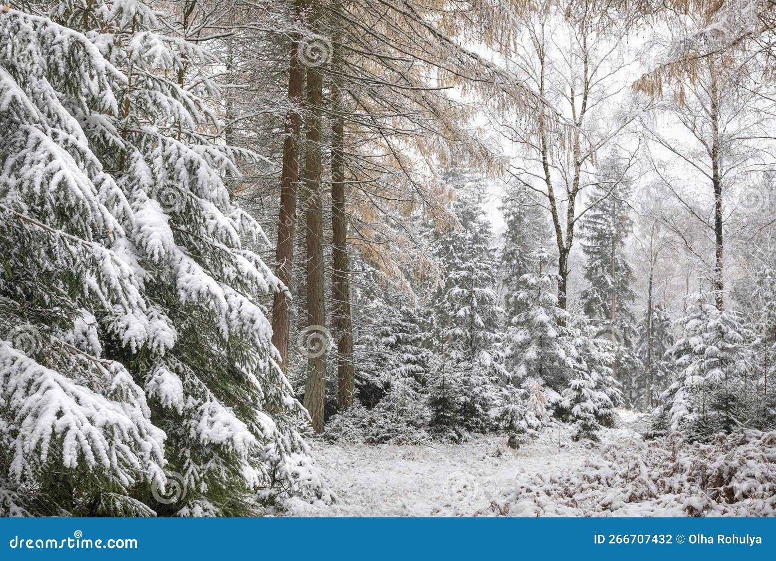 Beautiful Snowy Day in Forest Stock Photo - Image of snow, germany ...