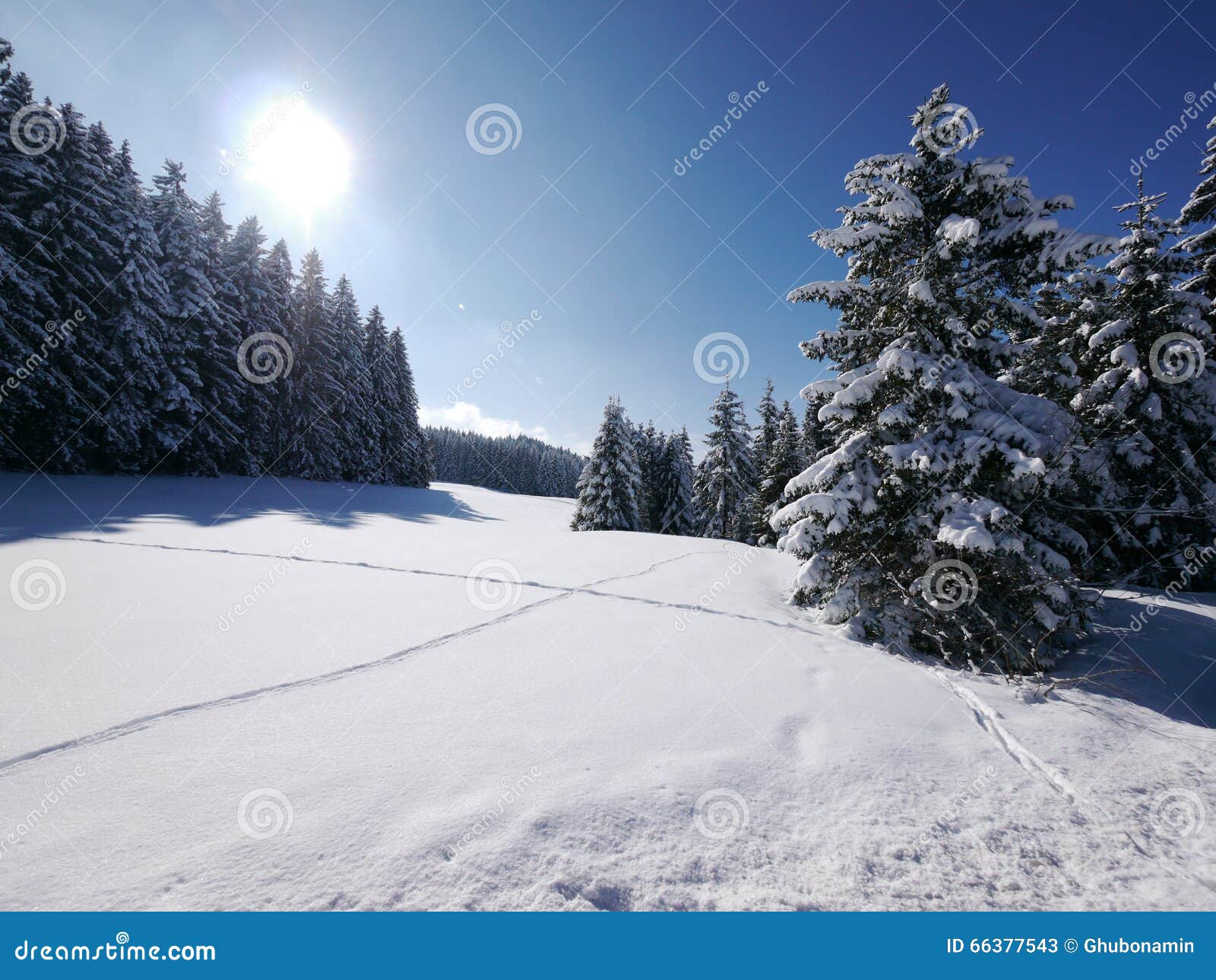 Beautiful Snowy Landscape Forest Stock Image - Image of snowy, wood ...