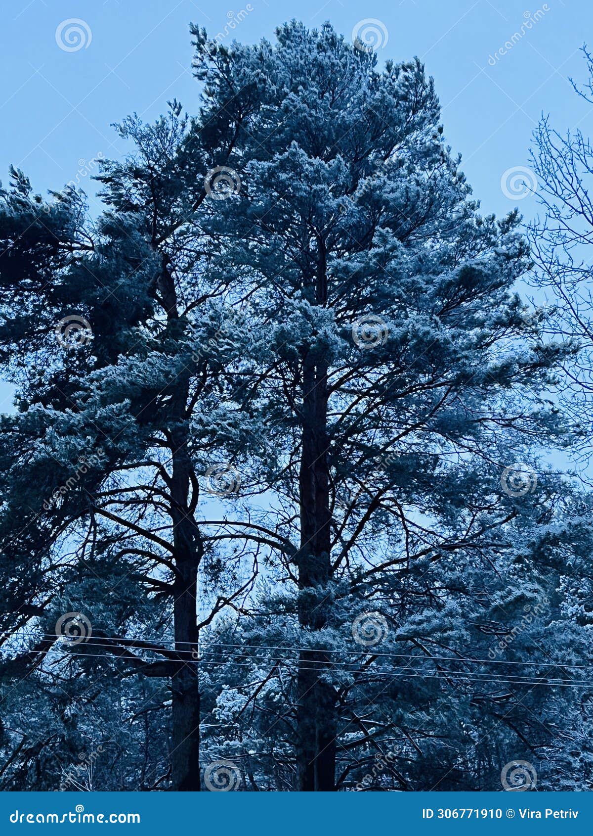 Beautiful Snowy Pines on the Background of the Blue Sky. Stock Photo ...
