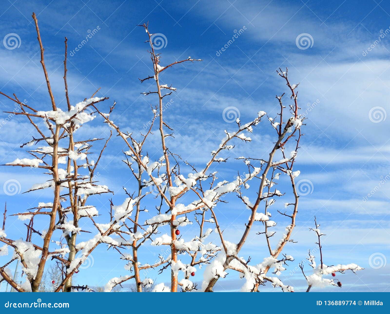 Beautiful Snowy Tree Branches, Lithuania Stock Photo - Image of tree ...