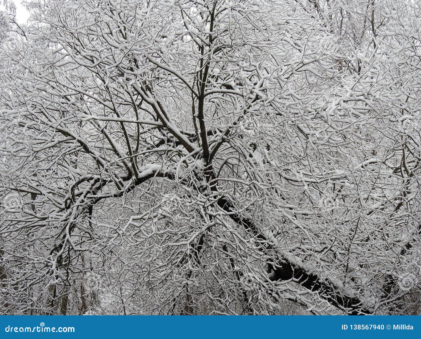 Beautiful Snowy Tree Branches, Lithuania Stock Photo - Image of snowy ...