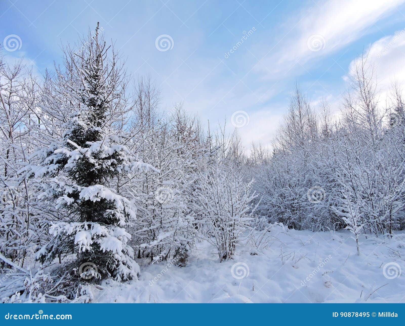 Beautiful snowy trees stock image. Image of clouds, white - 90878495