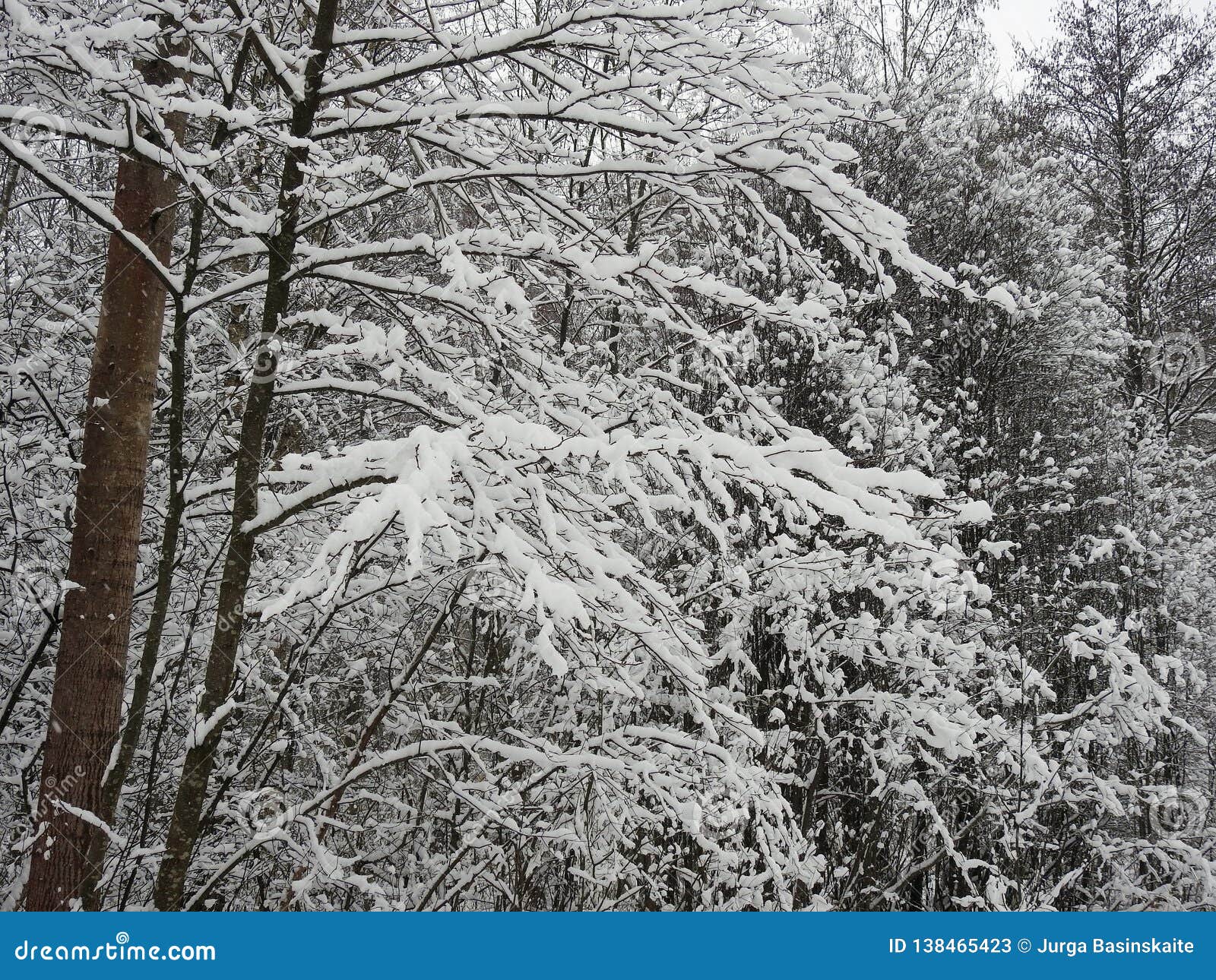 Beautiful Snowy Trees, Lithuania Stock Image - Image of plant, flora ...