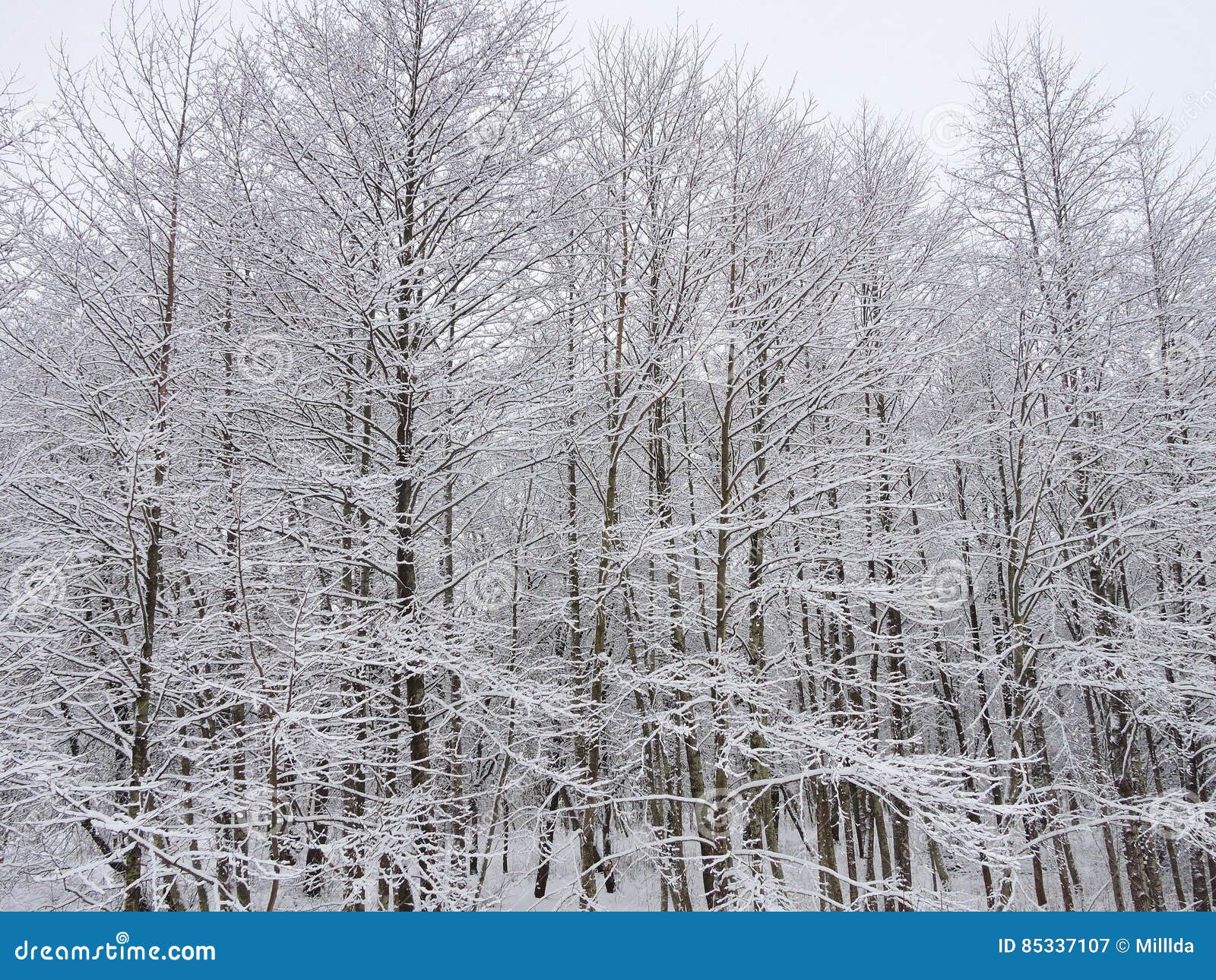 Beautiful Snowy Trees , Lithuania Stock Image - Image of place ...