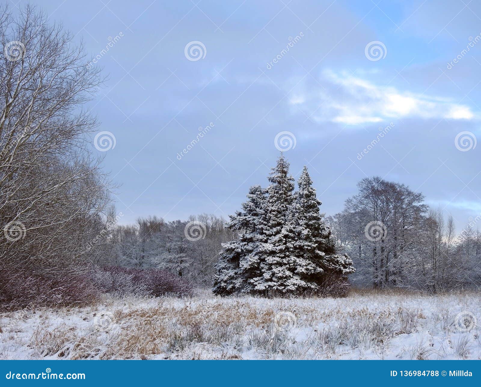 Beautiful Snowy Trees in Meadow, Lithuania Stock Photo - Image of nice ...