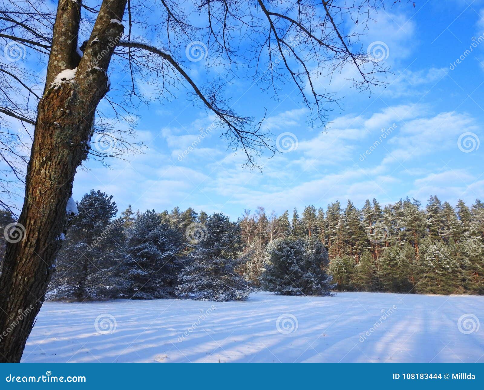 Beautiful Snowy Trees in Winter, Lithuania Stock Photo - Image of ...