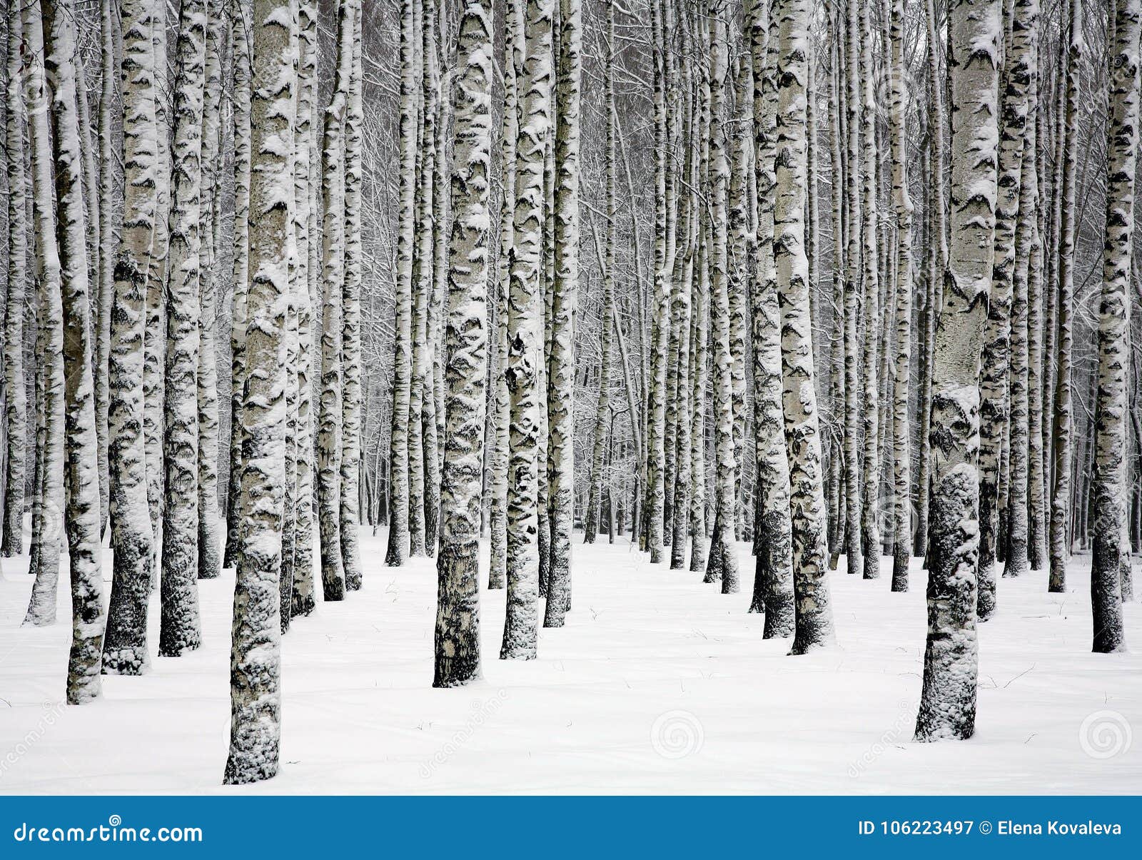 Beautiful Snowy Trunks of Birch Trees in Winter Forest Stock Image ...
