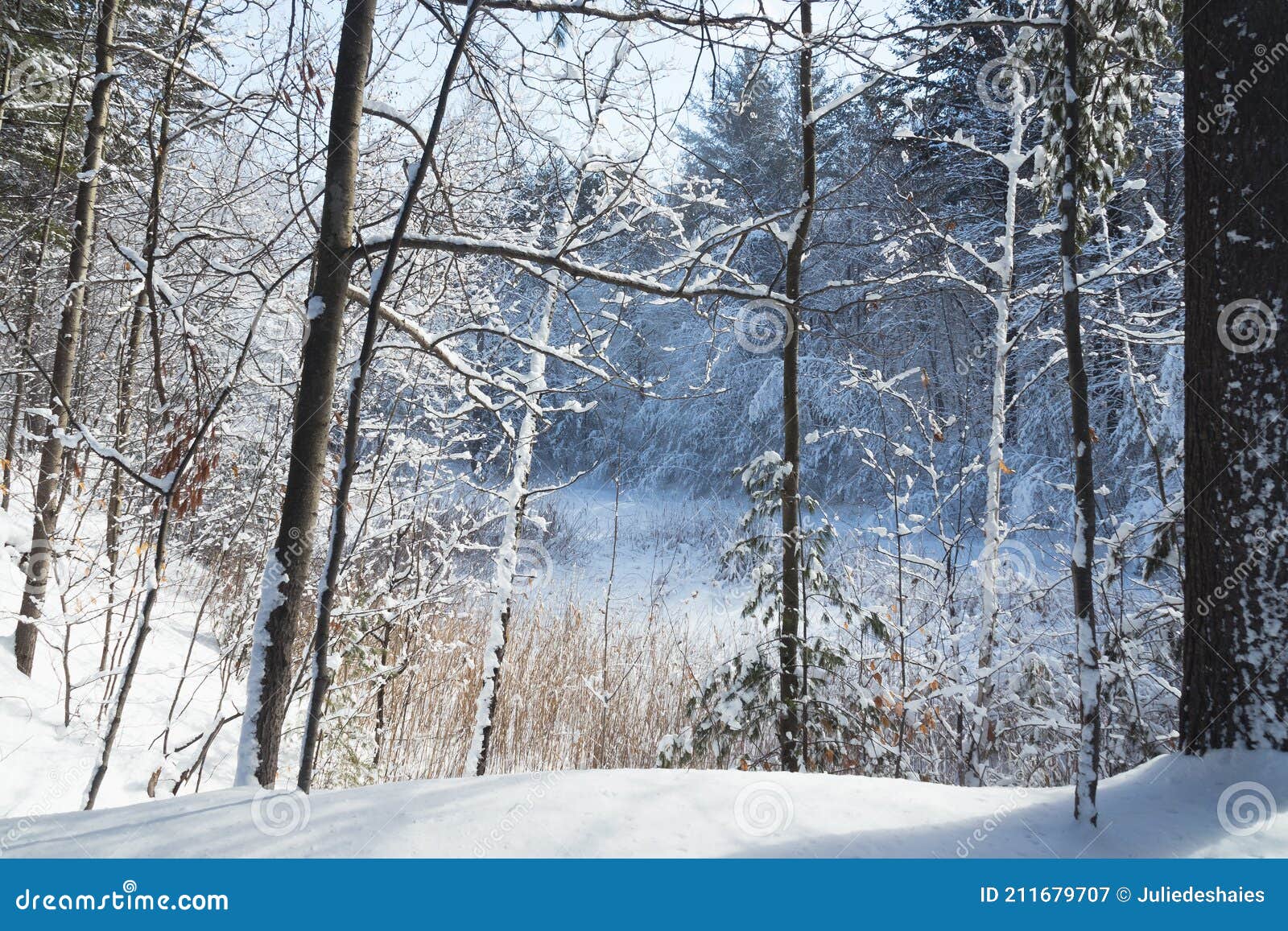 Beautiful Snowy Winter Landscape Forest Stock Image - Image of north ...