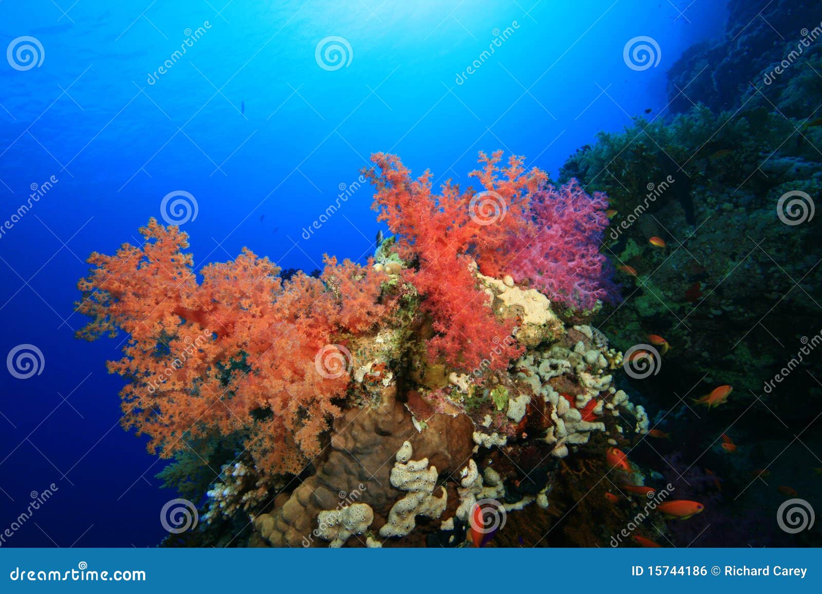 Beautiful Soft Corals stock photo. Image of wild, environment - 15744186