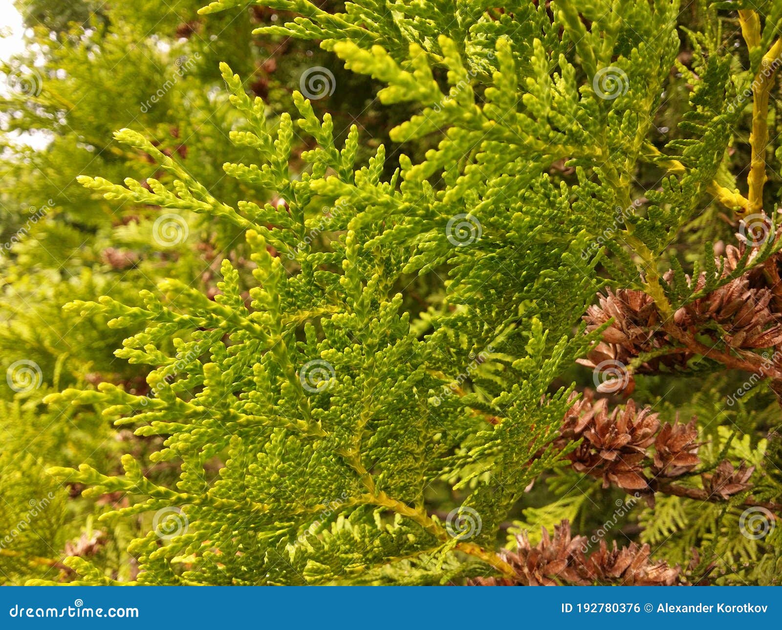 Beautiful and Soft Evergreen Thuja Twigs Close-up. Stock Photo - Image ...