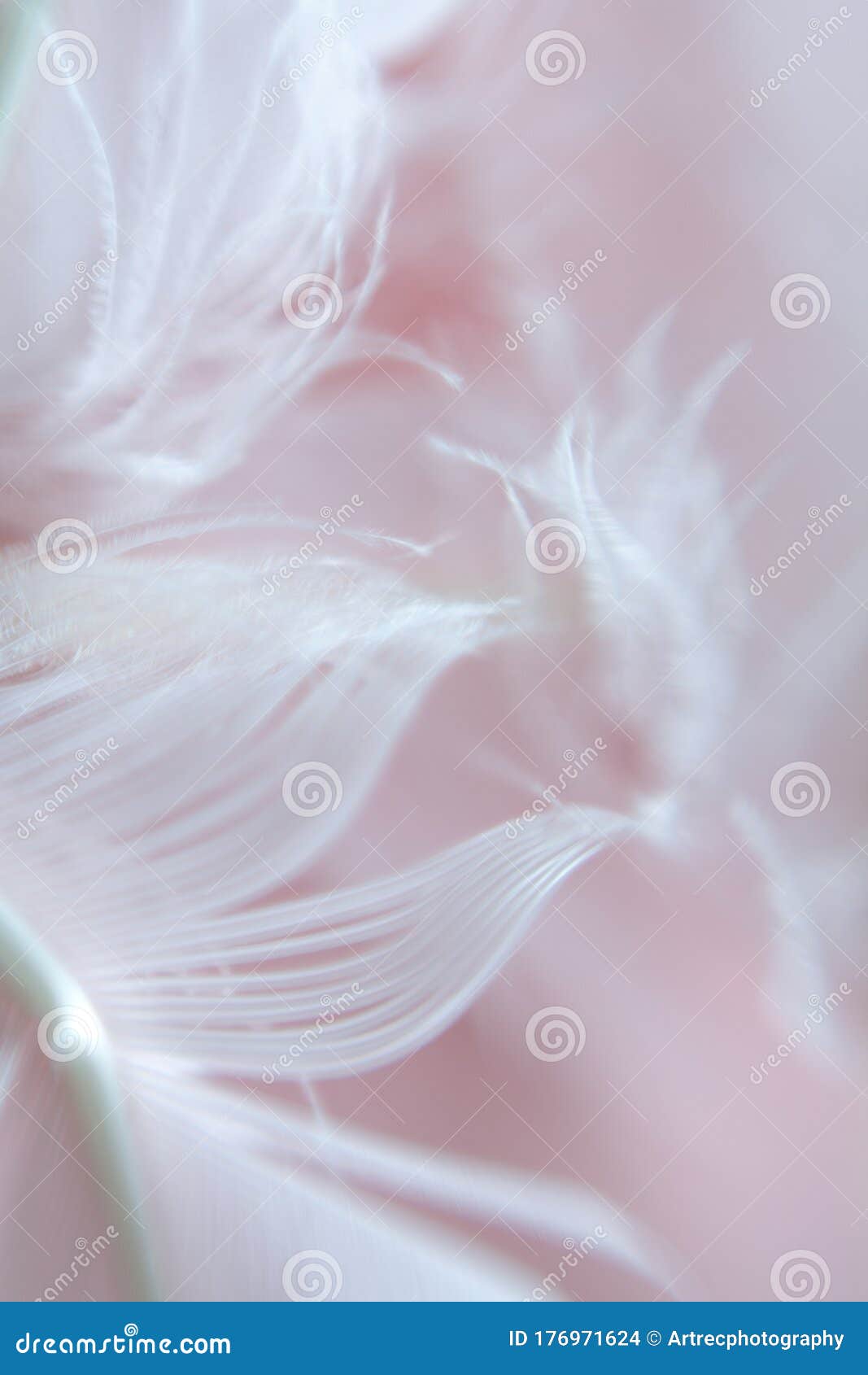 Beautiful Soft Feathers Background Texture Stock Photo - Image of geese ...