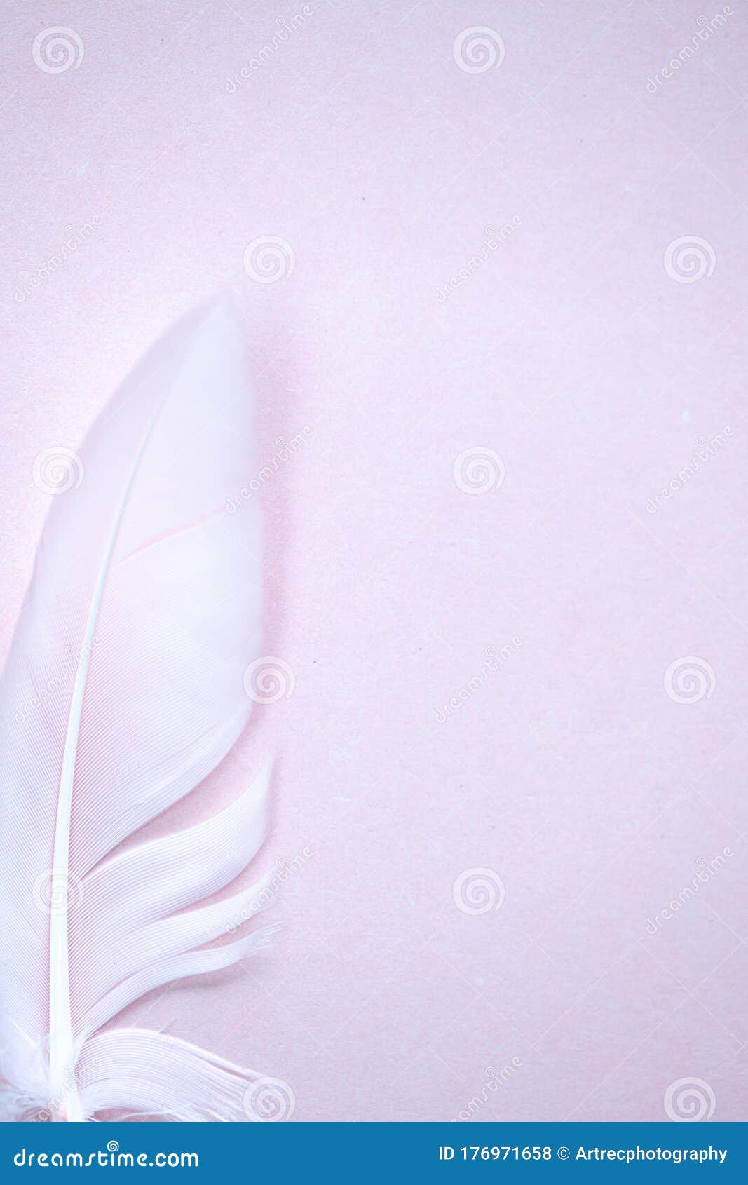 Red Feather Border Stock Photography | CartoonDealer.com #11896388