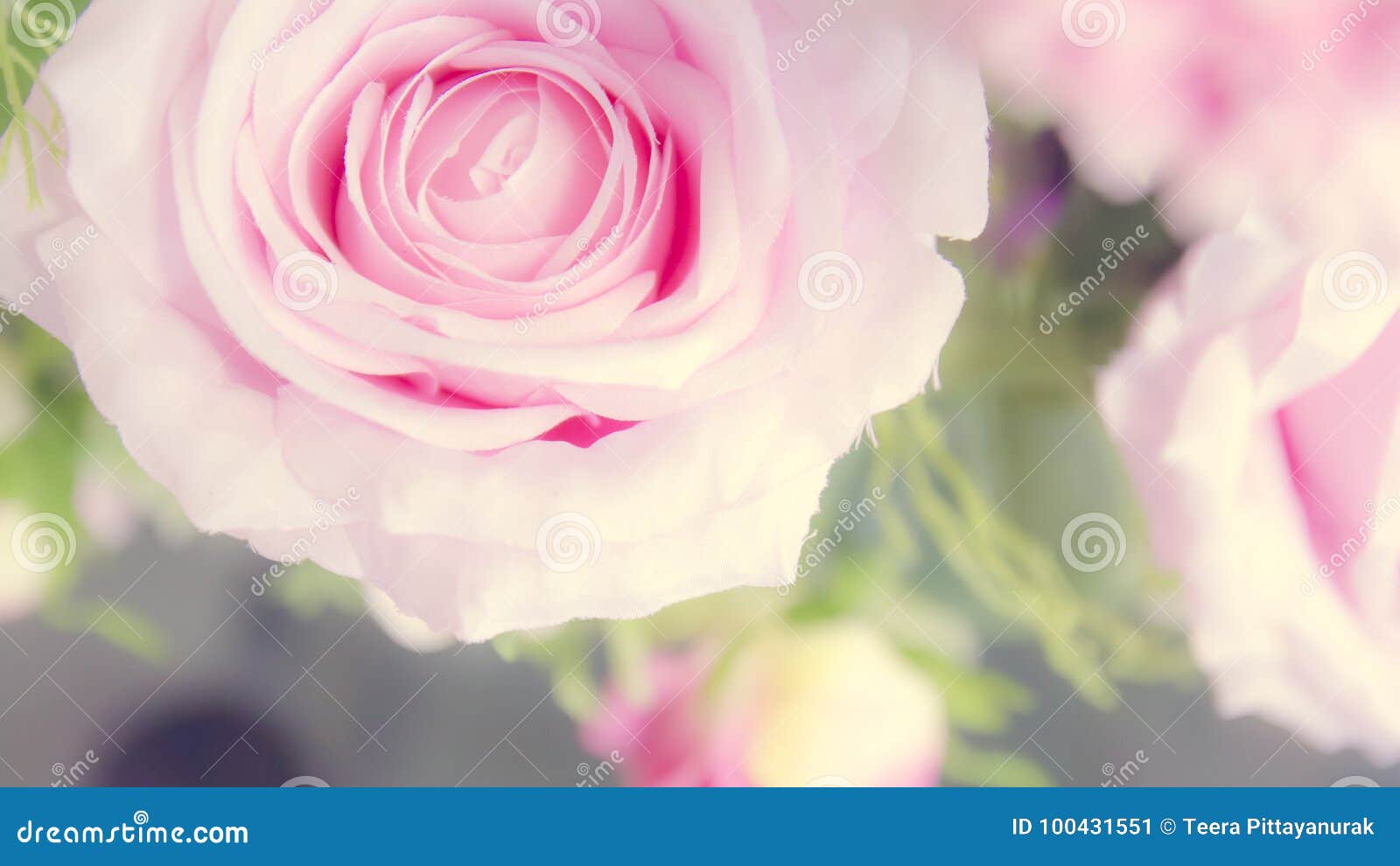 Beautiful soft focus Rose. stock image. Image of fragility - 100431551