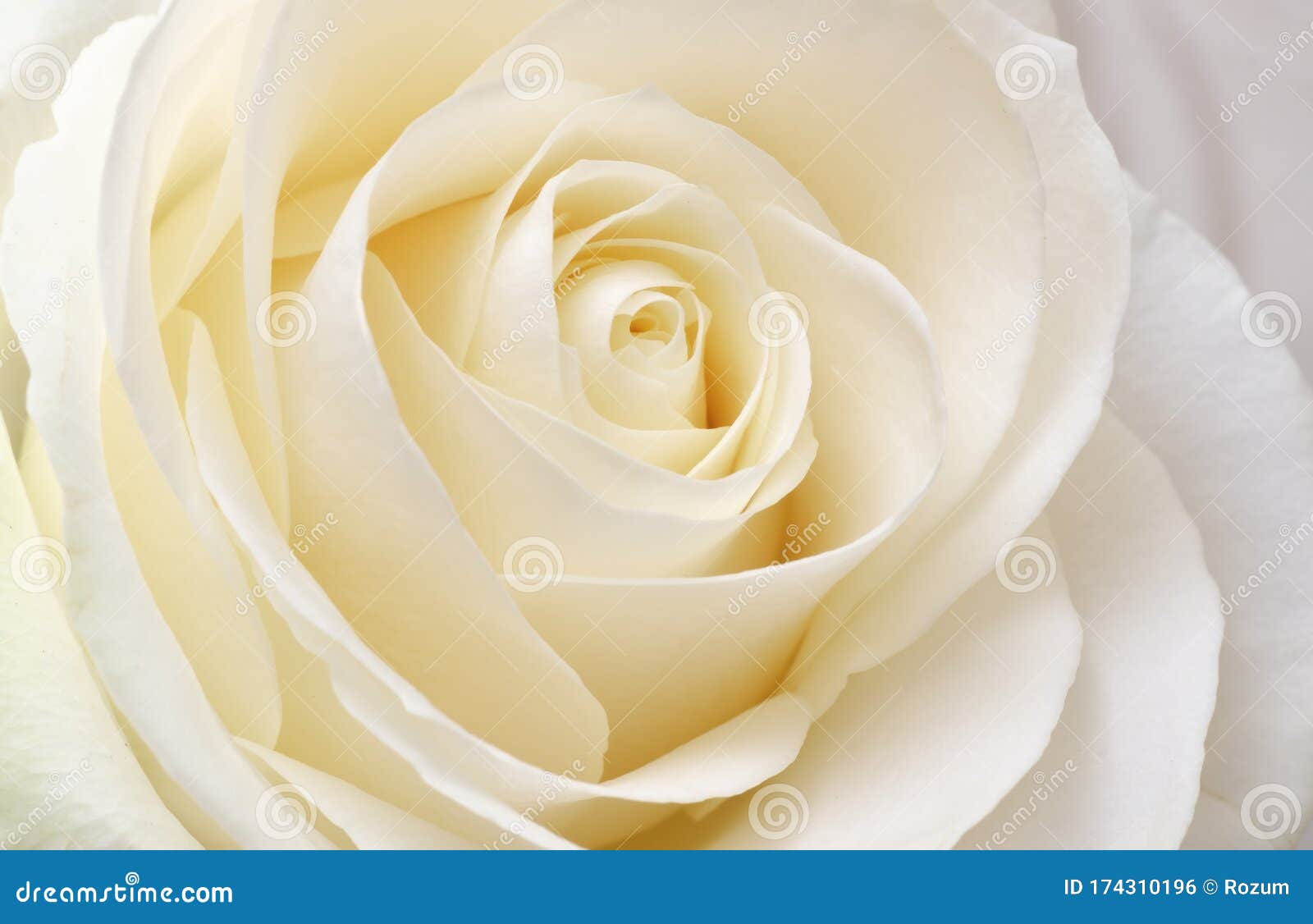 Too Soft, Fresh Mantis Shrimp For Sale In The Fish Market At Thailand ...