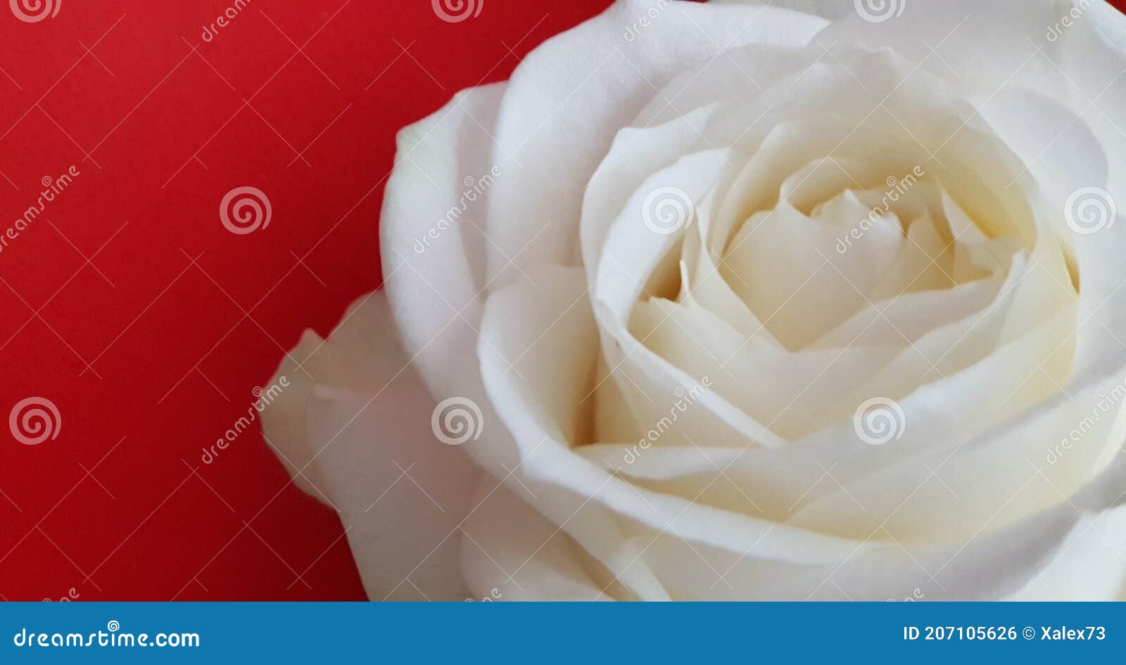 Too Soft, Fresh Mantis Shrimp For Sale In The Fish Market At Thailand ...