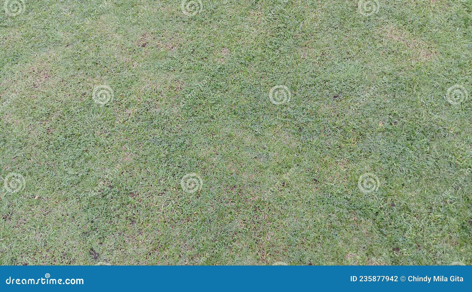 The Beautiful Soft Grass in the Housefield Stock Photo - Image of field ...