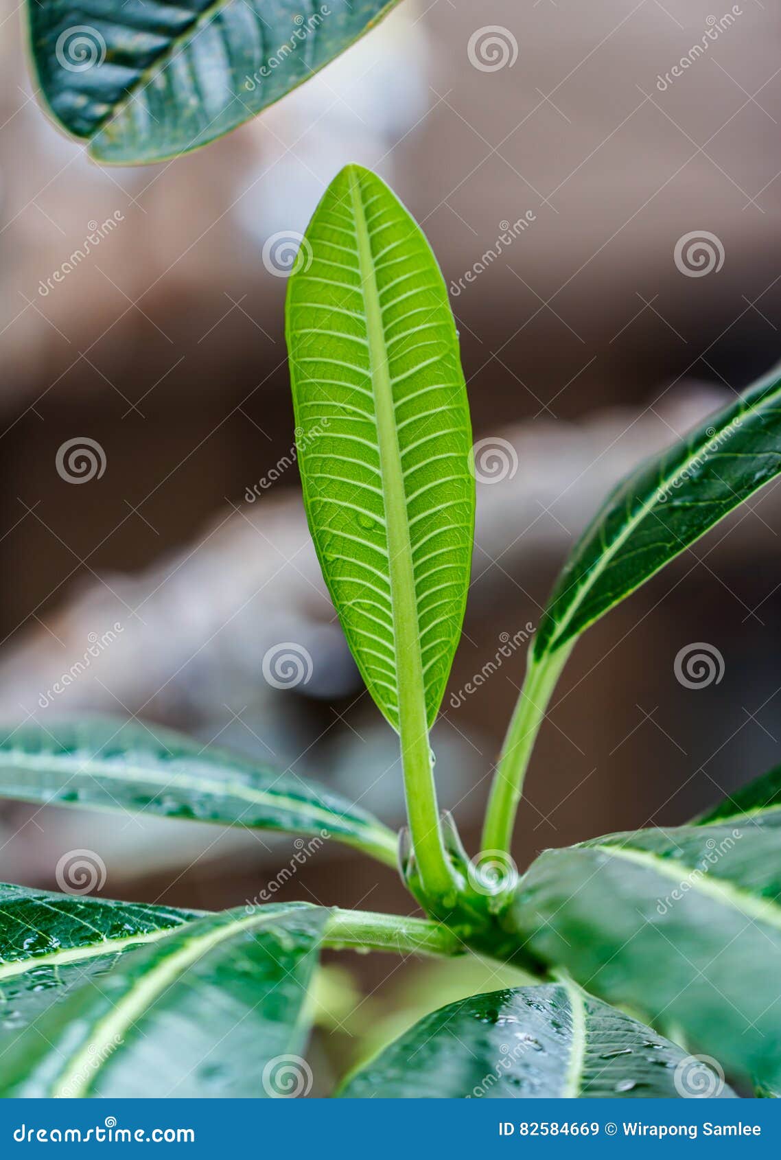 Beautiful Soft Green Leaves Stock Image - Image of outdoors ...
