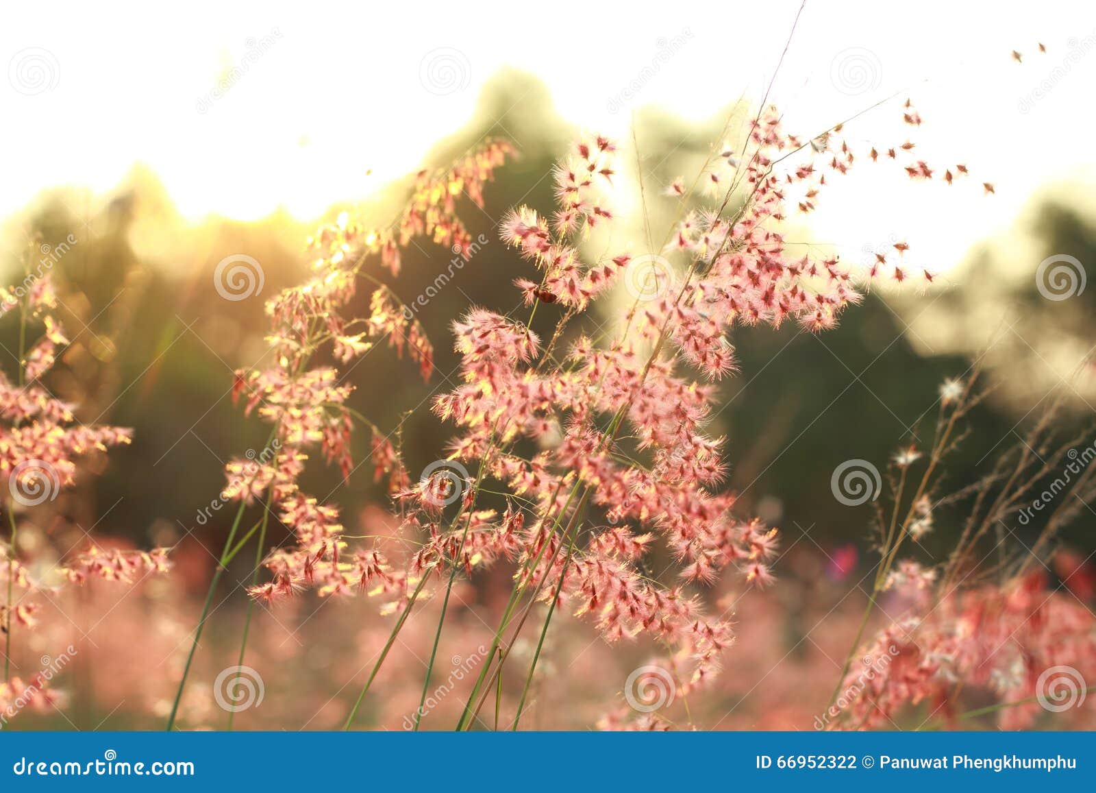 Beautiful Soft Light Flower Stock Photo - Image of meadow, vintage ...