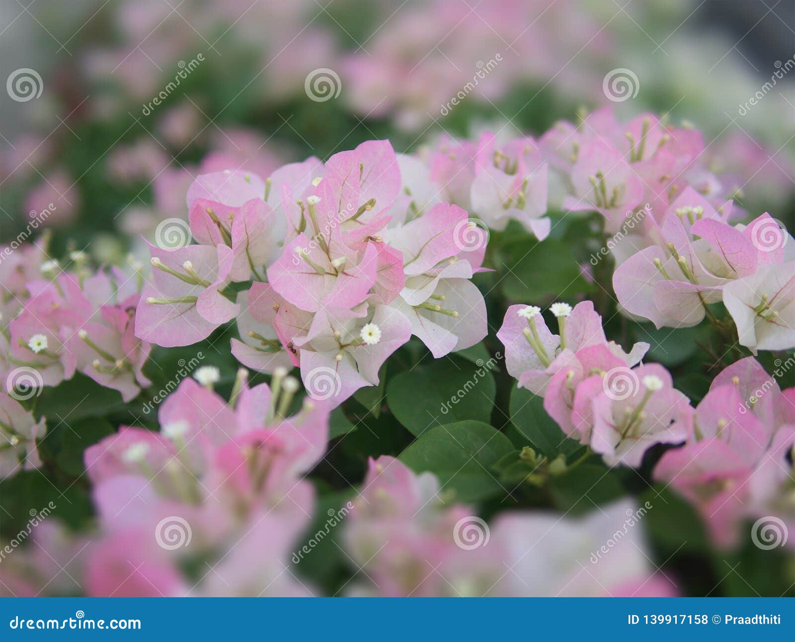 The Beautiful Soft Pink Flowers Bush Stock Photo - Image of pink, flora ...