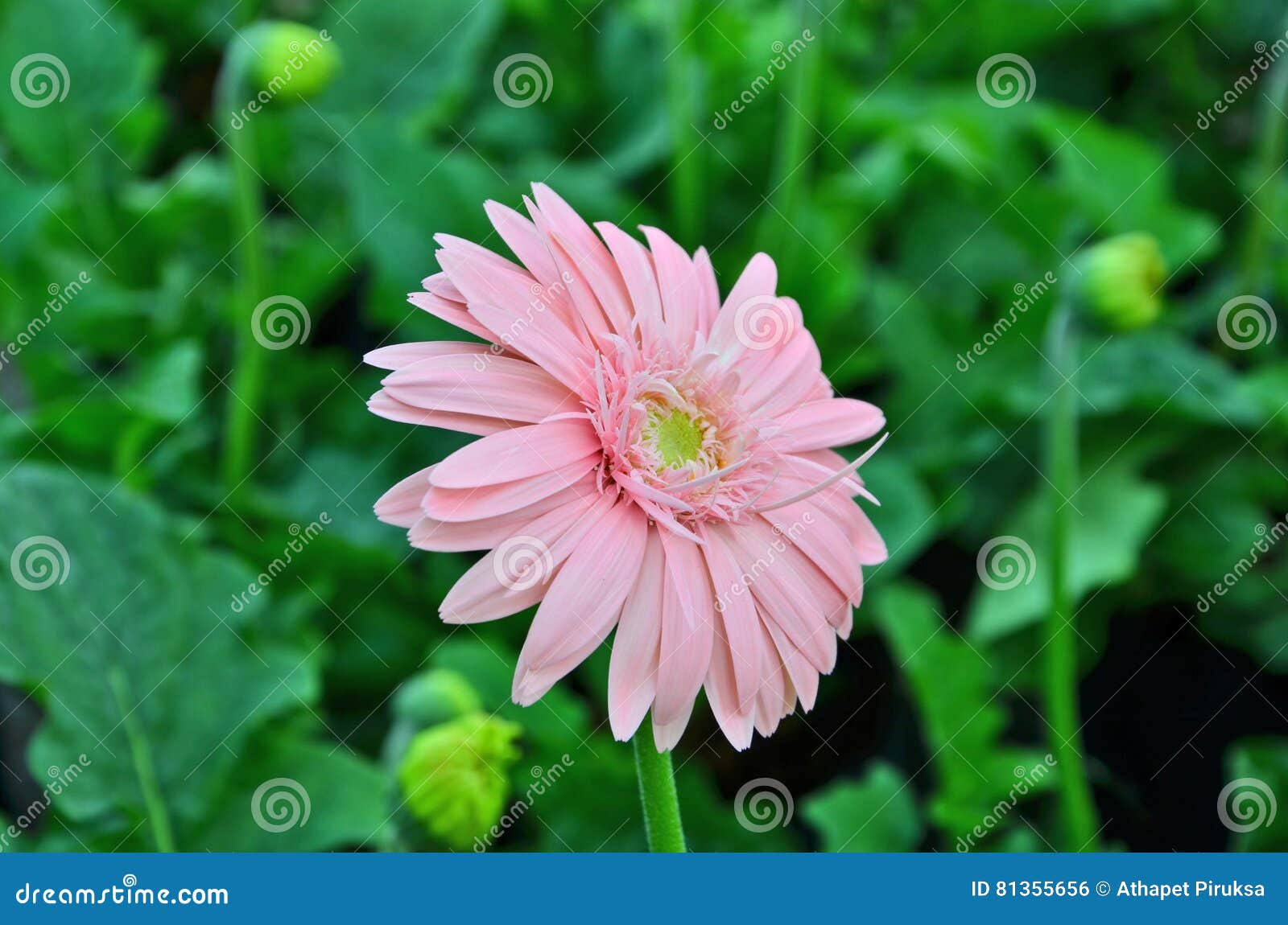 Beautiful Soft Pink Gerbera Flower Stock Photo - Image of blossom, card ...