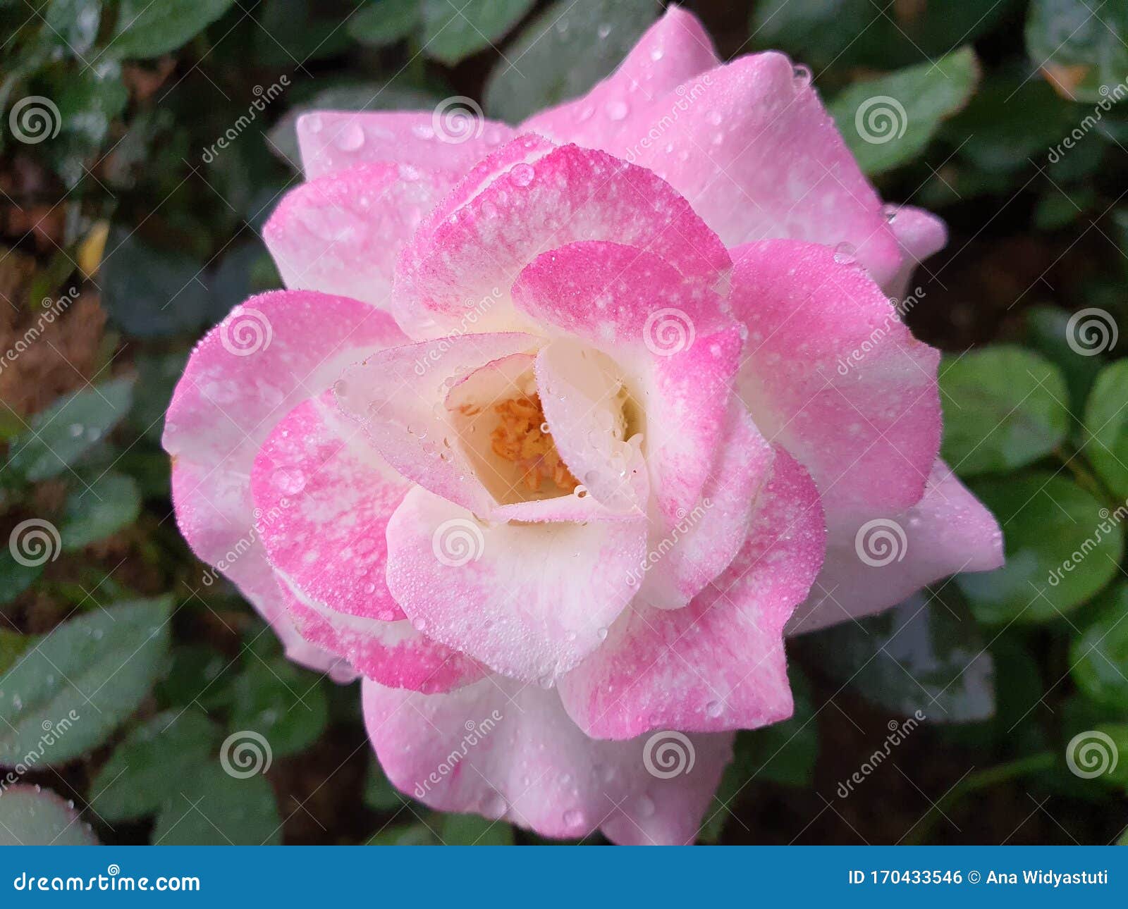 A Beautiful Soft Pink Rose in Green Garden Stock Photo - Image of ...