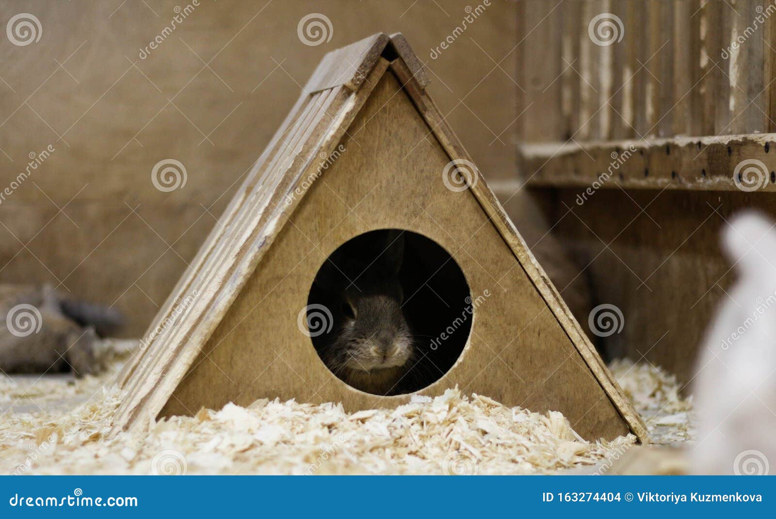 A Beautiful, Soft Rabbit, Sitting in His House. Close Up Stock Photo ...
